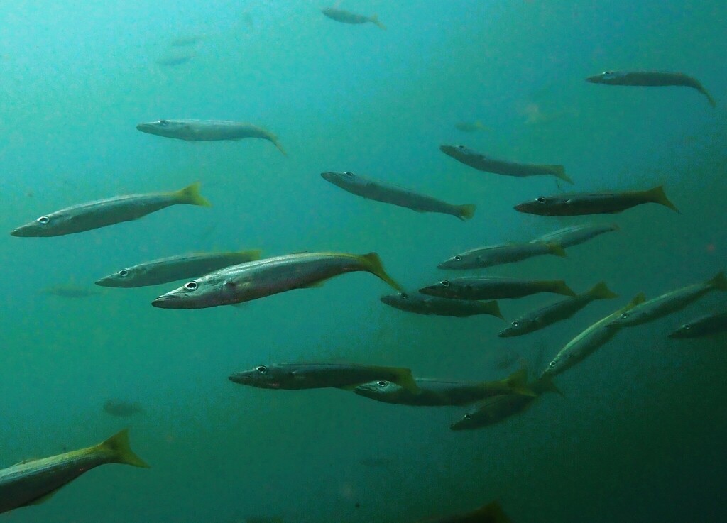 Longfin Pike from Sydney NSW, Australia on January 28, 2024 at 09:50 AM ...