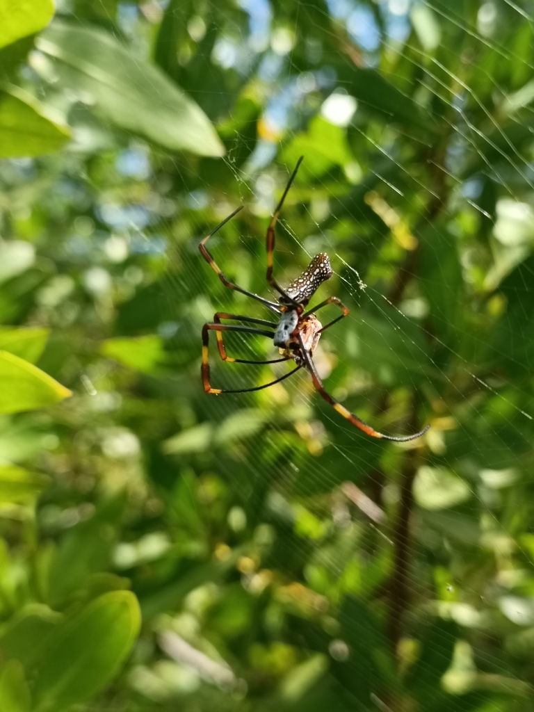Golden Silk Spider from Enriquillo, Dominican Republic on January 20 ...
