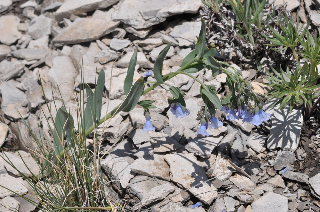 Front Range Bluebells from Boulder County, CO, USA on May 4, 2018 at 12 ...
