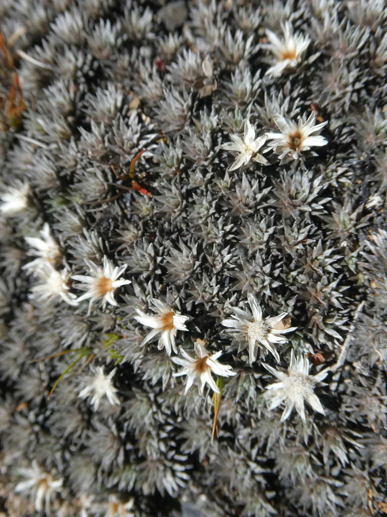large-flowered mat daisy from Mount Hutt 7782, New Zealand on January ...