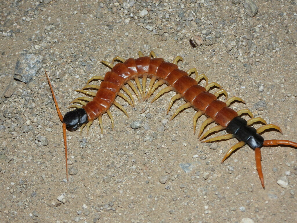 Giant Desert Centipede from Santa Cruz County, AZ, USA on September 5 ...