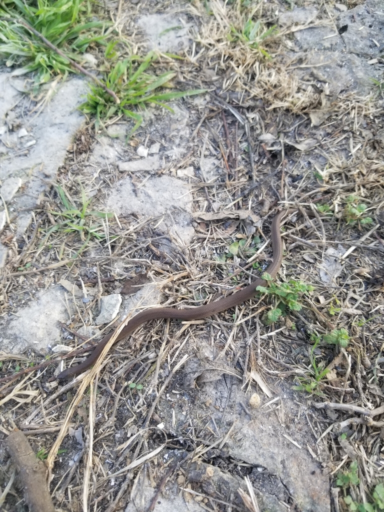 Rough Earthsnake from St. Johns, Austin, TX, USA on February 1, 2024 at 04:37 PM by laurende88 ...