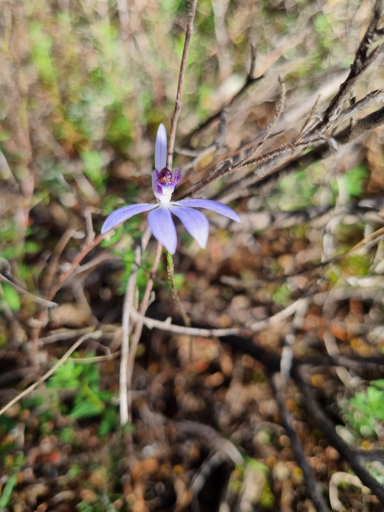 blue finger-orchid from Alleena NSW 2671, Australia on September 9 ...
