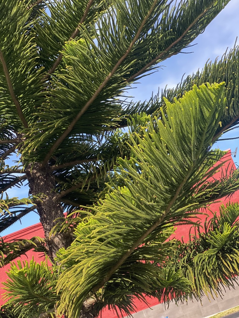 Eutacta from Freeport, The Bahamas on February 1, 2024 at 12:31 PM by ...