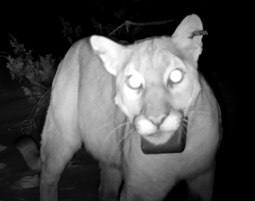Mountain Lion in December 2023 by Colin Croft. Video: https://youtu.be ...