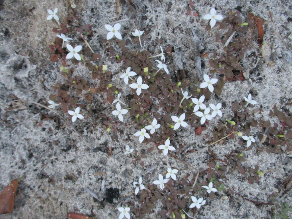 roundleaf bluet from Polk County, FL, USA on February 5, 2024 at 06:03 ...