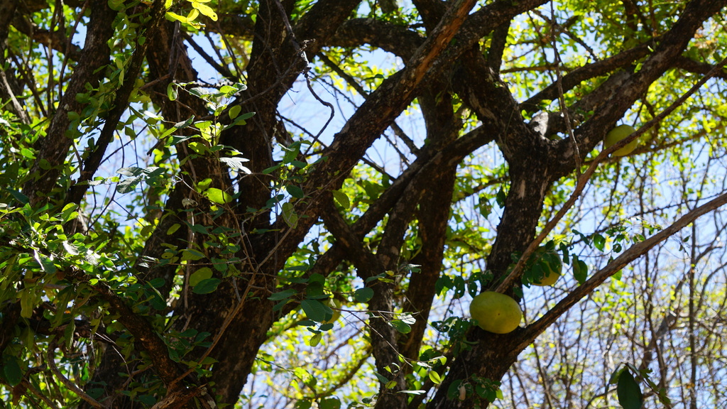 Winged Calabash from Concordia, Sin., México on February 4, 2024 at 11: ...