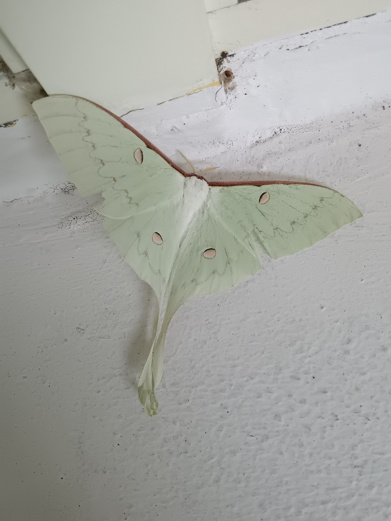 South China Moon Moth from Taipei, TW-TP, TW on February 6, 2024 at 12: ...