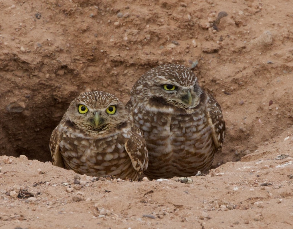 Burrowing Owl from Yuma County, AZ, USA on January 20, 2024 at 10:57 AM ...