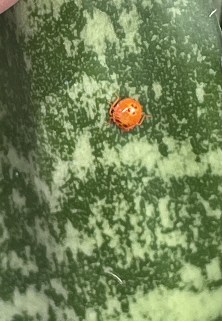 Red-bordered Stink Bug from El Cielo, Playa del Carmen, Q. Roo., MX on ...