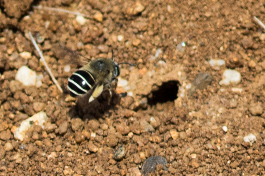 California Digger Bee from Tijuana Slough NWR on April 14, 2019 at 11: ...