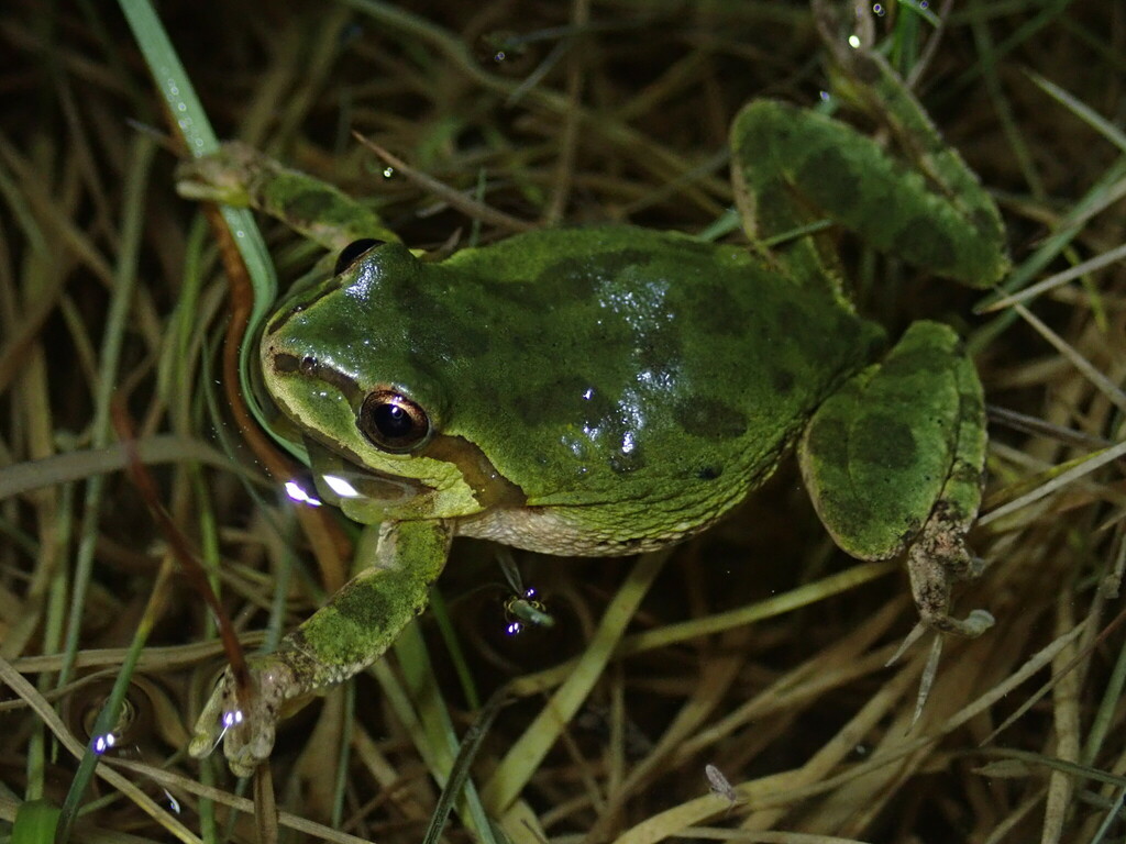 Pacific chorus frog from Pacifica, CA, USA on February 5, 2024 at 09:14 ...