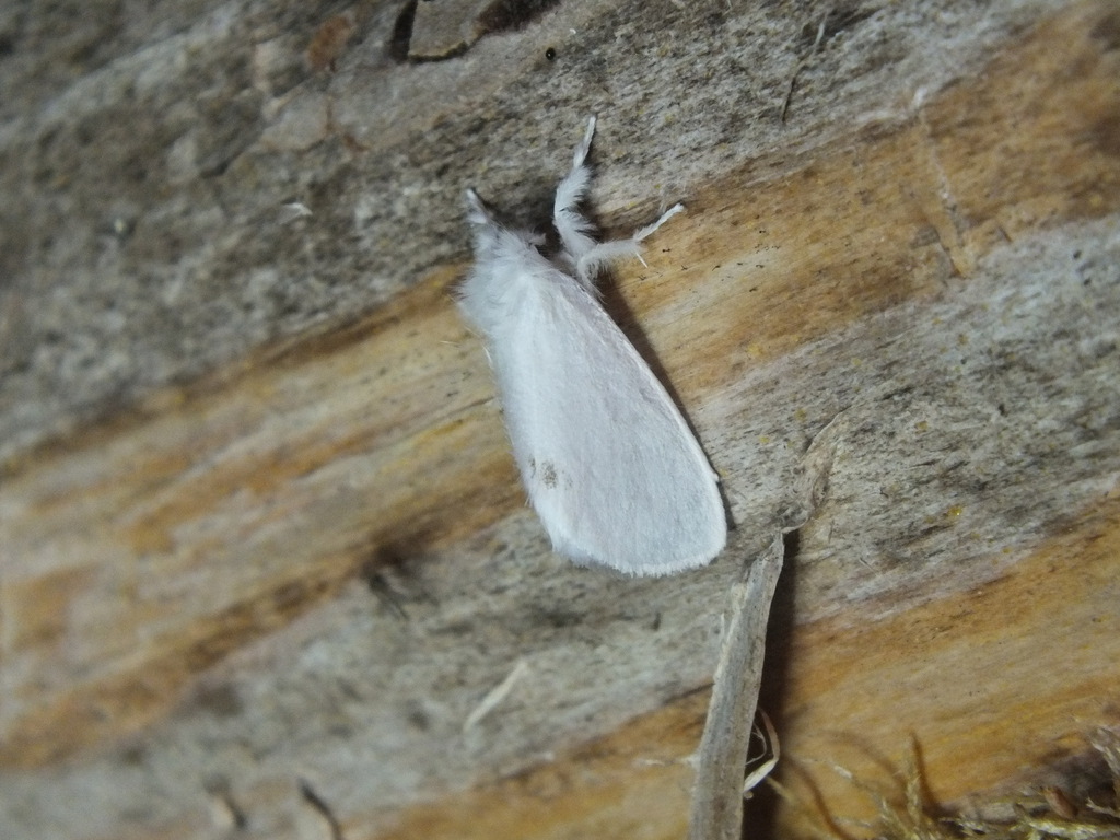Swan Moth from Нагорский р-н, Кировская обл., Россия on July 21, 2023 ...
