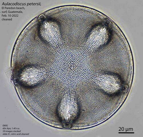 Aulacodiscus petersii · iNaturalist
