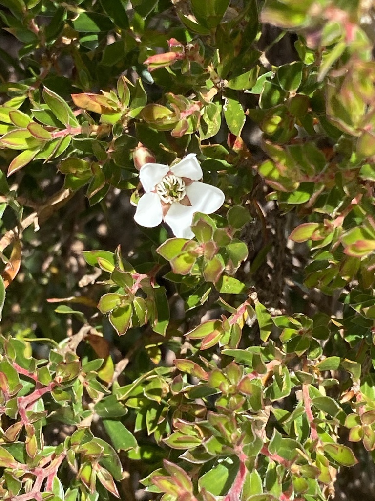 Tea Trees from Tasmania, Middlesex, TAS, AU on February 6, 2024 at 02: ...