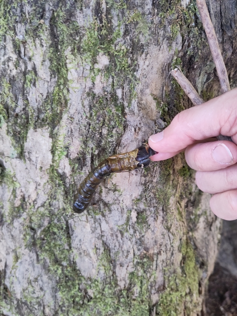 Puriri moth in February 2024 by Michael Iseard · iNaturalist