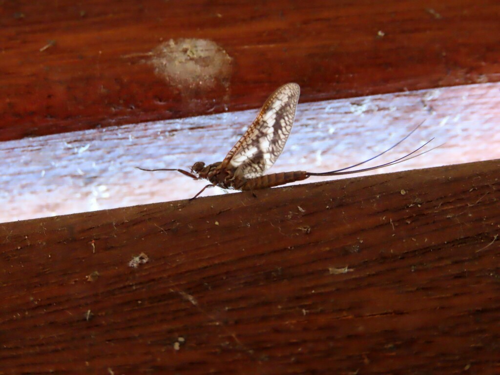 Mayflies from Ballarat VIC, Australia on February 6, 2024 at 02:33 PM ...