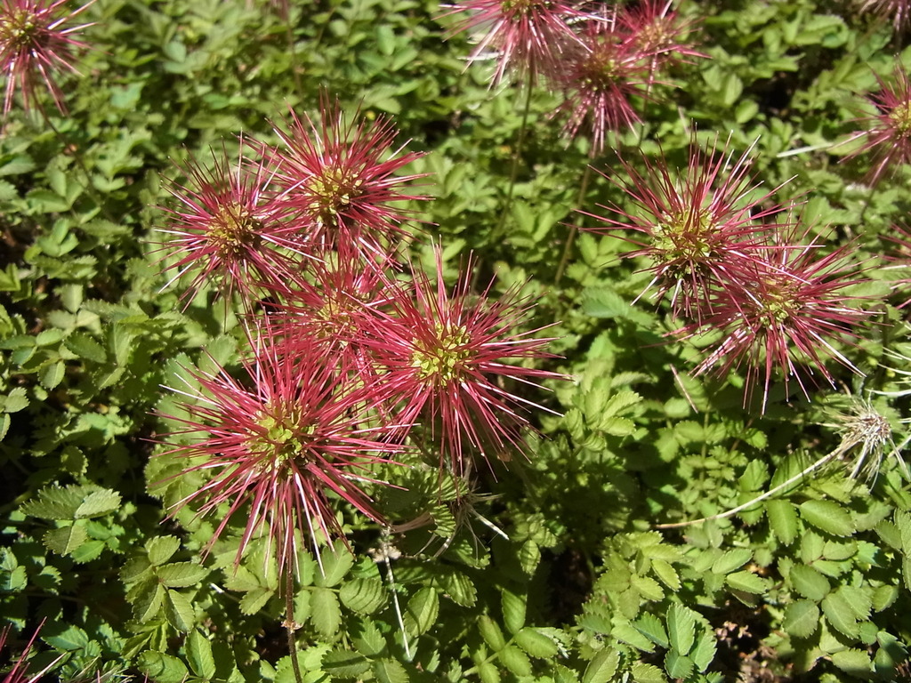 Acaena buchananii from Bex, Suisse on August 2, 2015 at 02:09 PM by ...