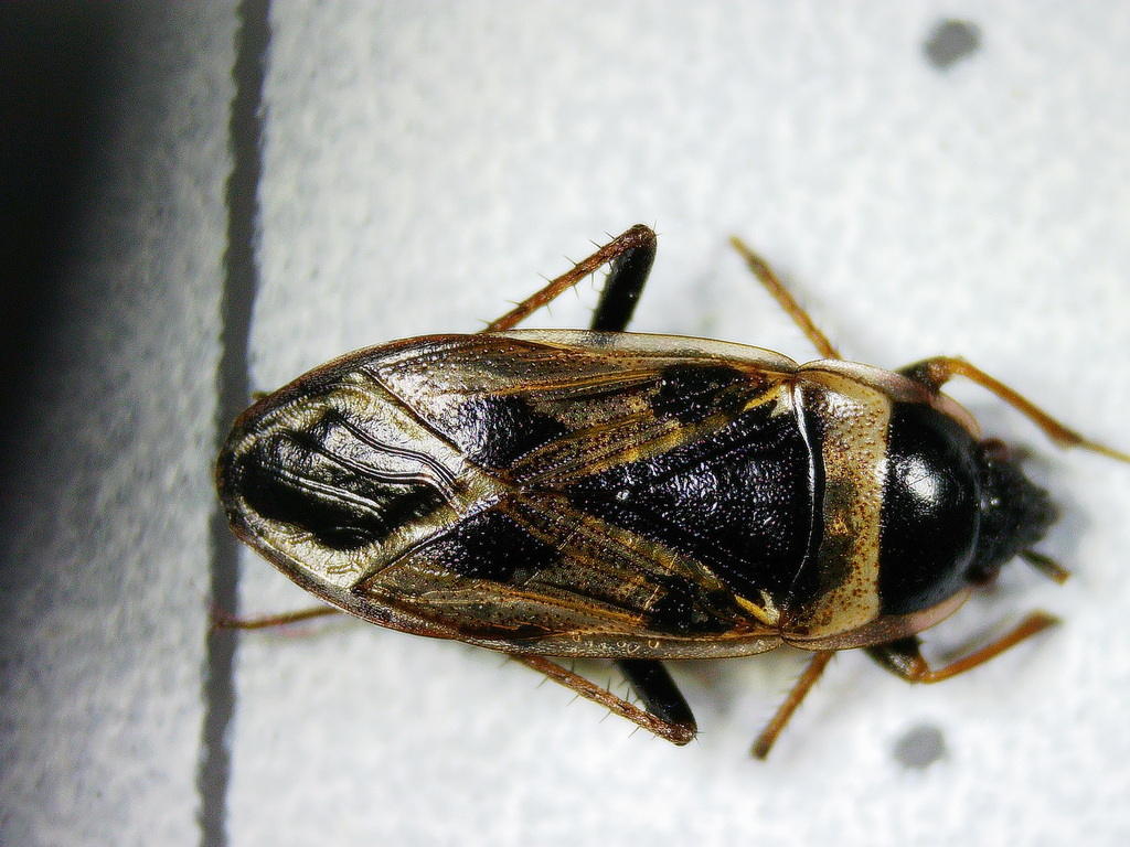 Mediterranean Seed Bug in February 2024 by Zev D.. From a pile of ...