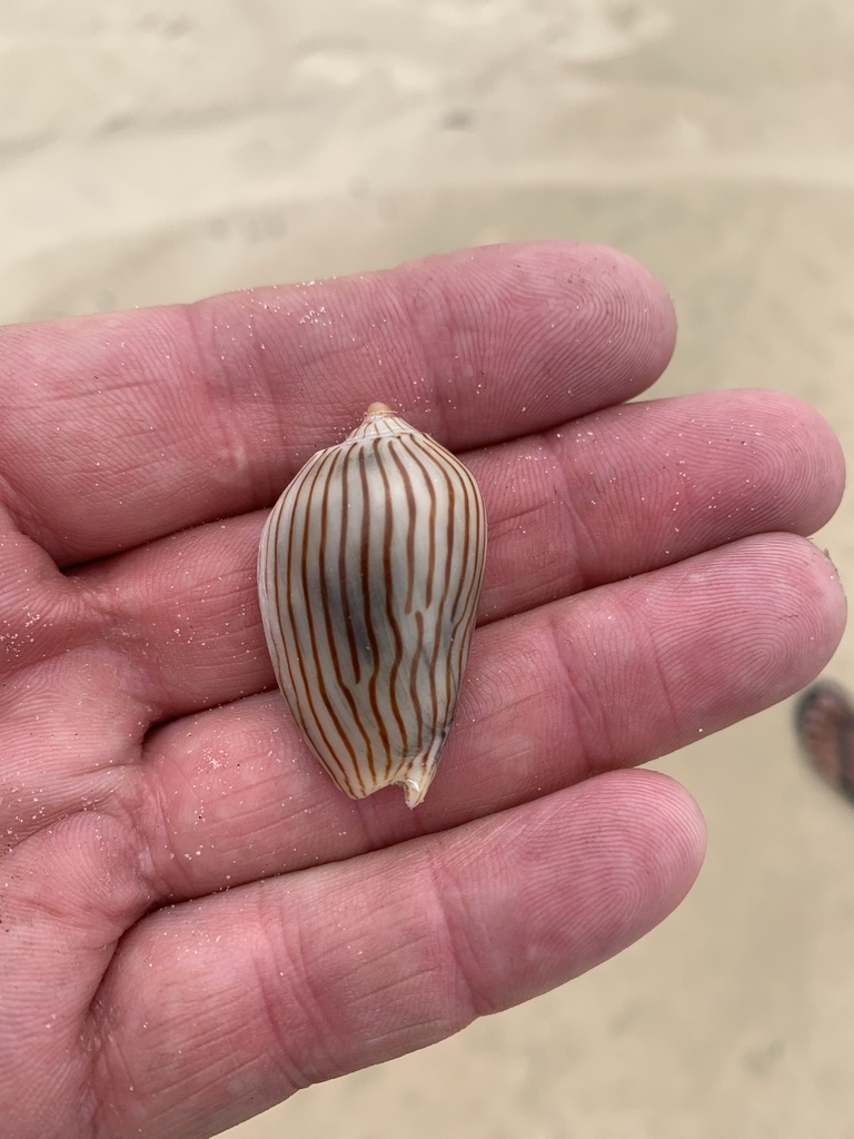 Zebra Volute from South Pacific Ocean, Barcoongere, NSW, AU on February ...