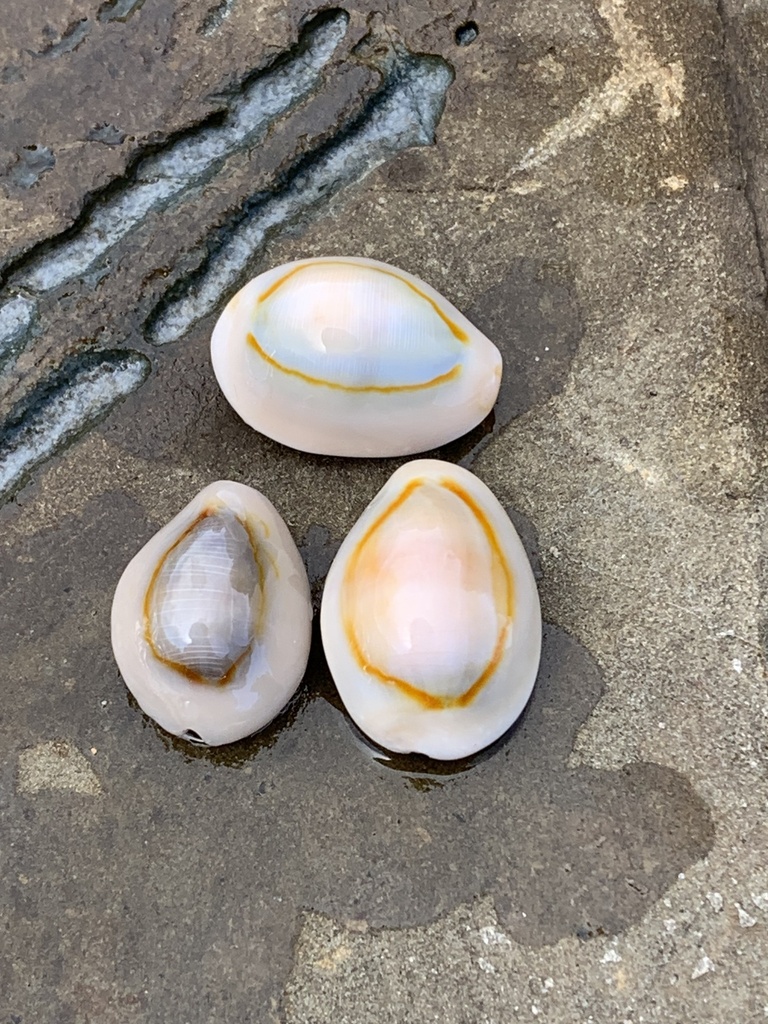 Gold Ring Cowry from South Pacific Ocean, Barcoongere, NSW, AU on ...