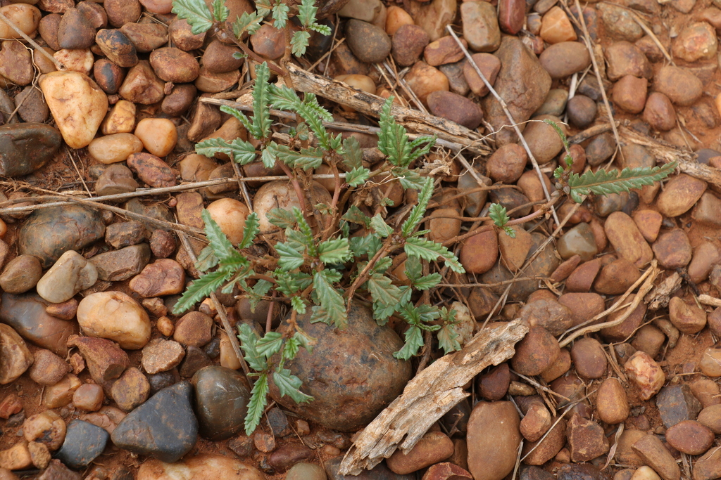 Gusha from Windsorton, 8510, South Africa on January 18, 2024 at 08:33 ...