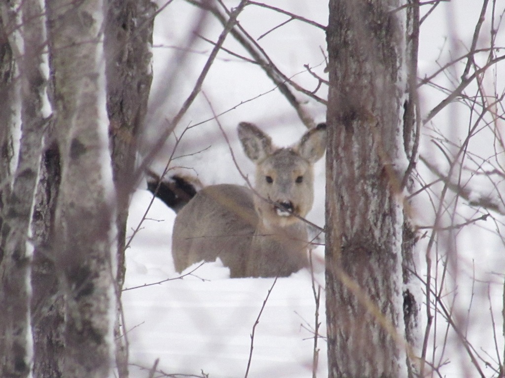 Eastern Roe Deer from Большеуковский р-н, Омская обл., Россия on ...
