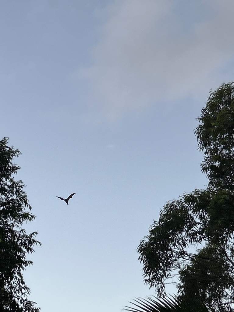 Flying Foxes from Wembley Park, Coorparoo, QLD, AU on February 6, 2024 ...