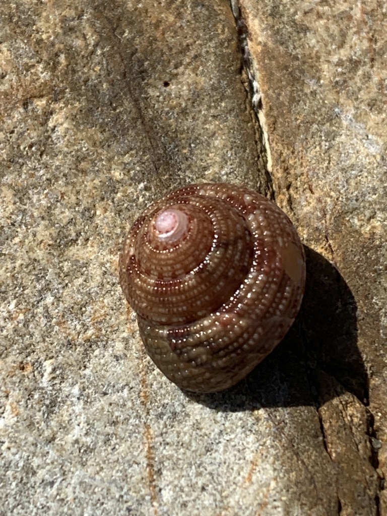 Clanculus clangulus from South Pacific Ocean, Barcoongere, NSW, AU on ...