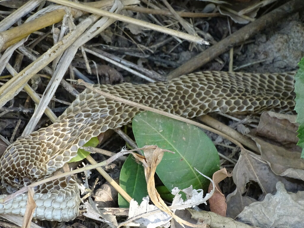 Snakes from Kérou, Atakora, Benin on February 1, 2024 at 09:31 AM by t ...