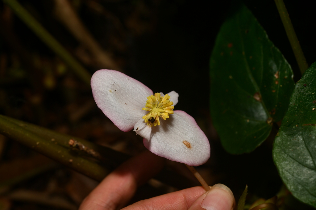 Begonia handelii from 中国云南省普洱市江城哈尼族彝族自治县 on February 2, 2023 at 05:44 ...