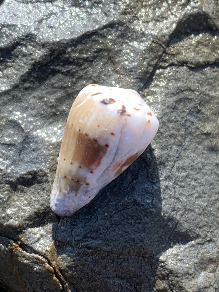 Music Cone from Yuraygir National Park, Barcoongere, NSW, AU on ...