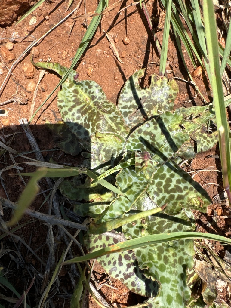 wild African hyacinth from Ga-Riba, Fetakgomo Tubatse, LP, ZA on ...