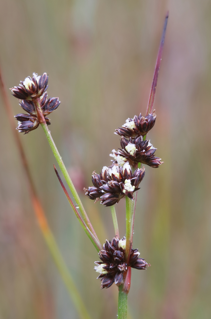 Juncus caespiticius from Deep Creek National Park, Deep Creek SA 5204 ...