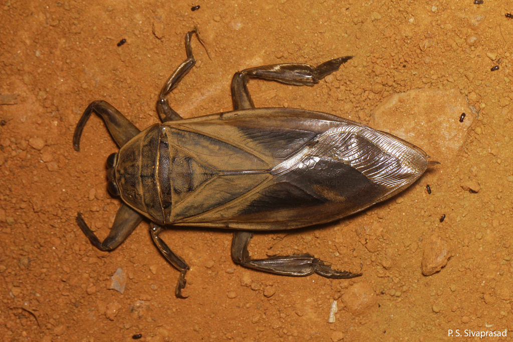 Asian Giant Water Bug from Thrikkaipetta,wayanad,Kerala 673577 ...