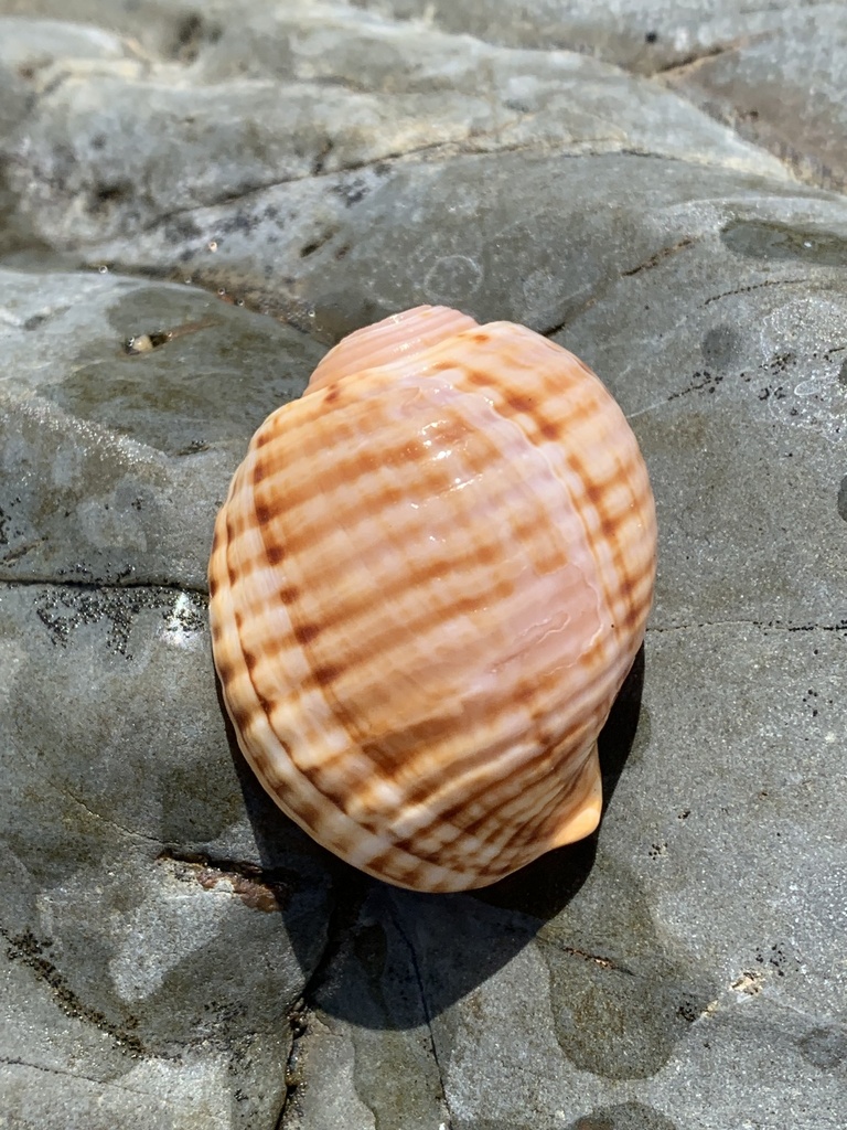 China tun snail from South Pacific Ocean, Barcoongere, NSW, AU on ...