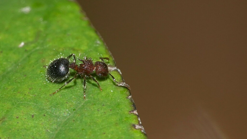 Bicolored Shield Ant from Mahim Nature Park on January 20, 2024 at 09: ...