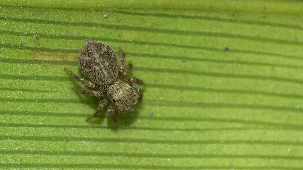 Typical Jumping Spiders from Mahim Nature Park on January 20, 2024 at ...