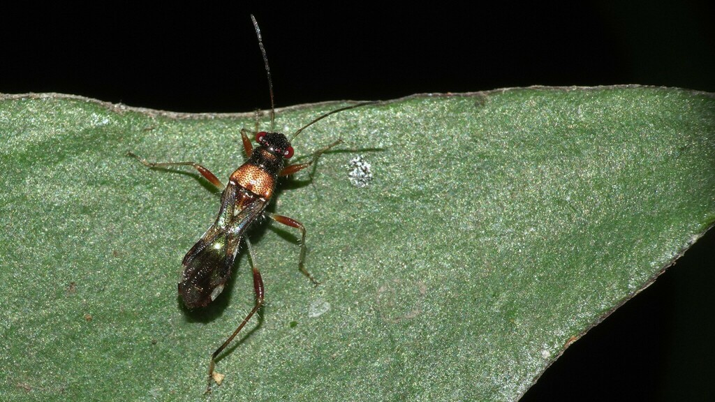 Artemidorus pressus from Mahim Nature Park on January 20, 2024 at 10:31 ...