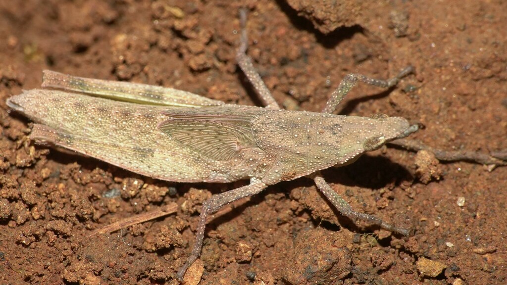 Atractomorpha crenulata from Mahim Nature Park on January 20, 2024 at ...