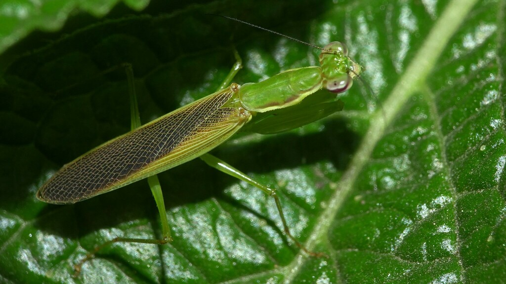 Odontomantis micans from Mahim Nature Park on January 20, 2024 at 10:52 ...