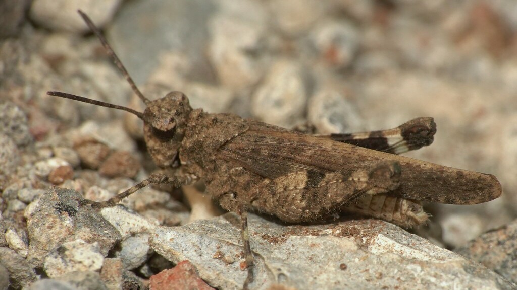 Carinate Locust from Mahim Nature Park on January 20, 2024 at 11:10 AM ...