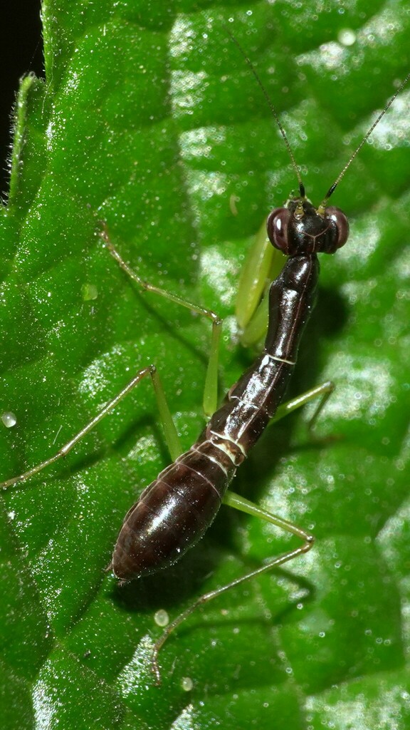 Asian Ant Mantises from Mahim Nature Park on January 20, 2024 at 11:44 ...