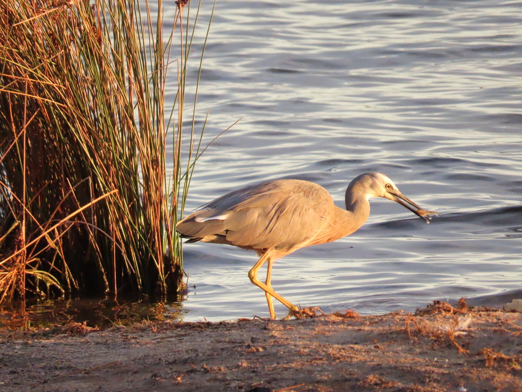 Little Weed Whiting from Toorloo Arm VIC 3909, Australia on February 20 ...