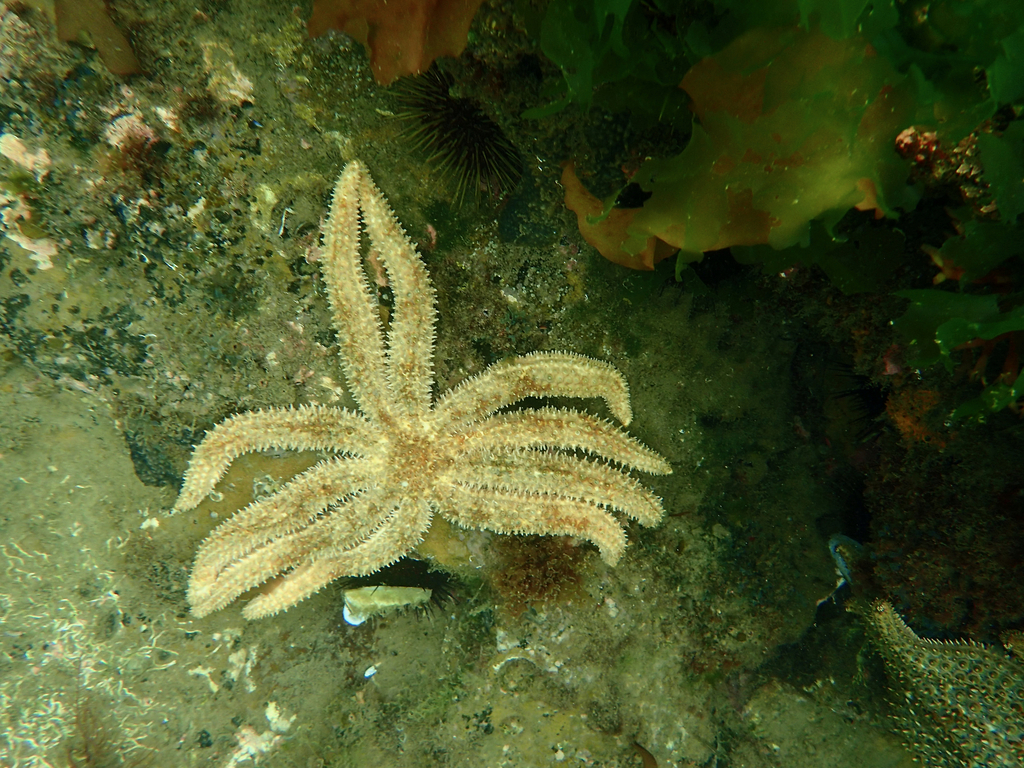 Eleven-armed Sea Star from Hampton Beach, Victoria, Australia on ...