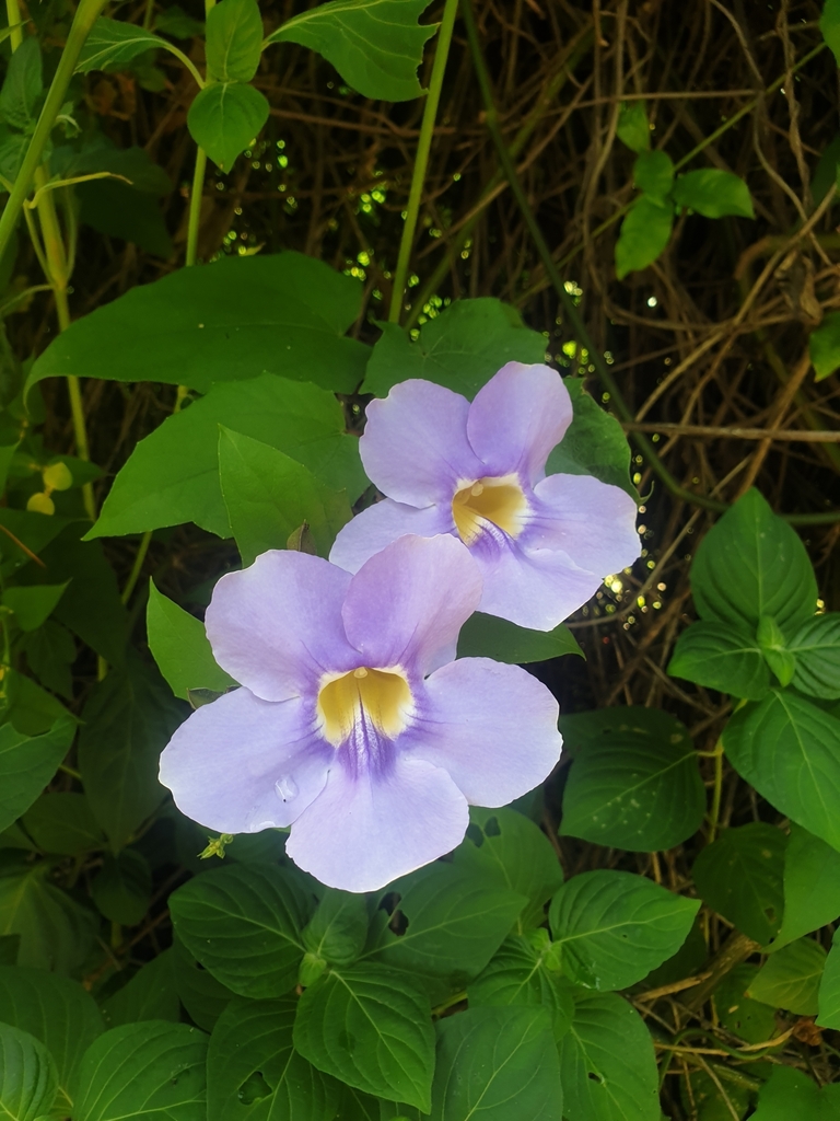 Blue trumpet vine in February 2024 by Jack Beau Devlin. Invasive ...