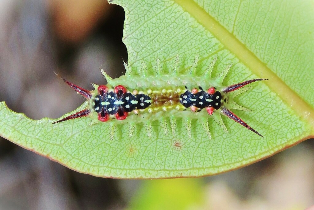Four-spotted Cup Moth from Wallaga Lake NSW 2546, Australia on February ...