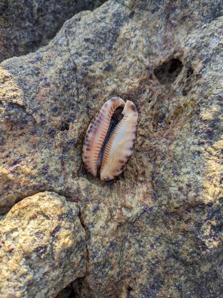 Arabian Cowry from Boat Building Yard, Vellimalai, Muttom, Tamil Nadu ...