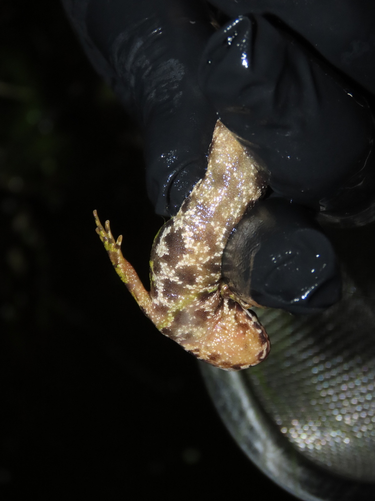 Pygmy Marbled Newt in February 2024 by Laura Marín López · iNaturalist