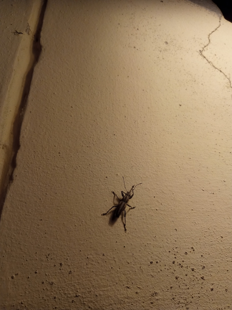 South American Fruit Tree Weevil from Miramar, Provincia de Buenos ...